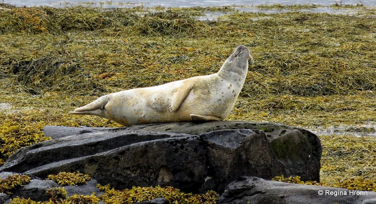 Seal Watching at Hvítanes Peninsula in the Westfjords of Iceland