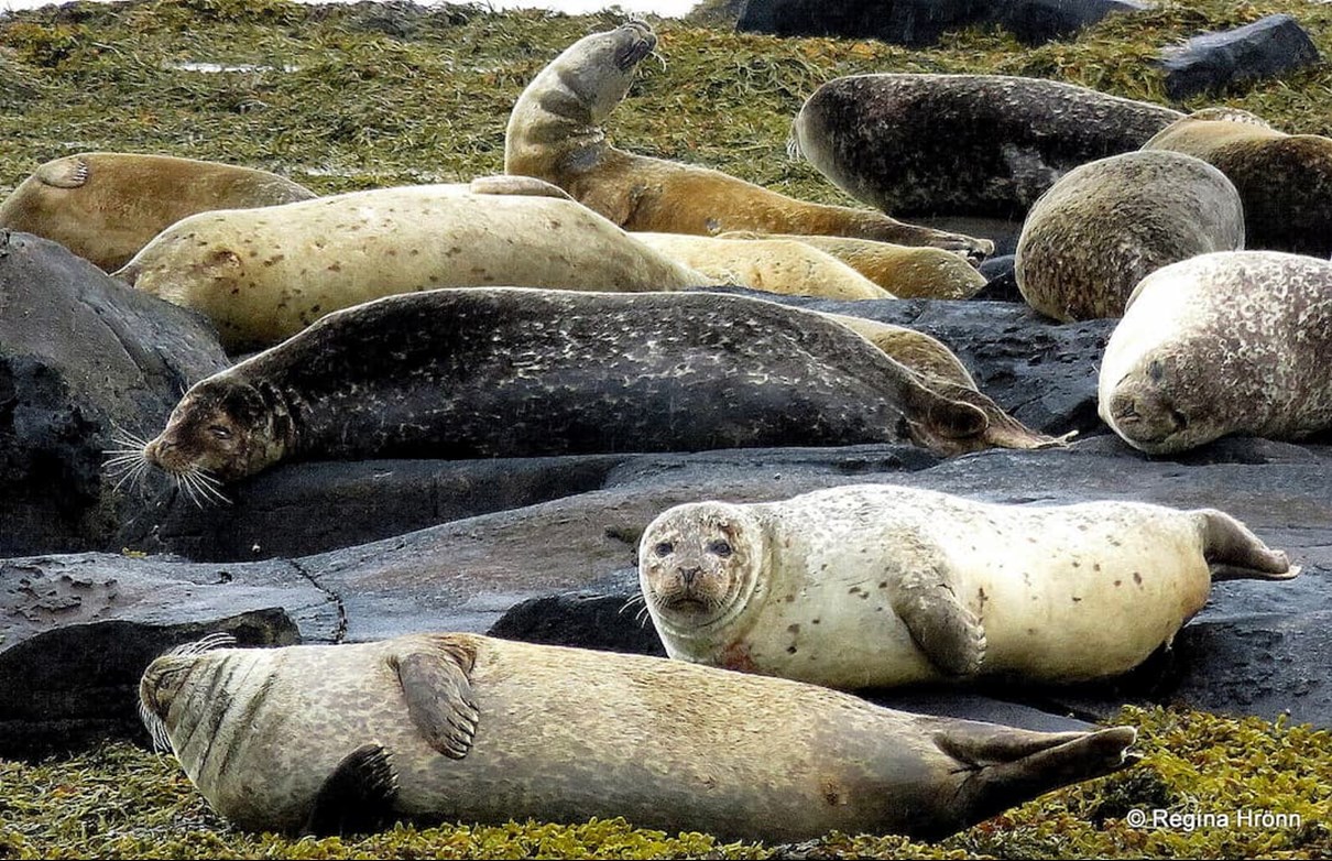 Seal Watching at Hvítanes Peninsula in the Westfjords of Iceland