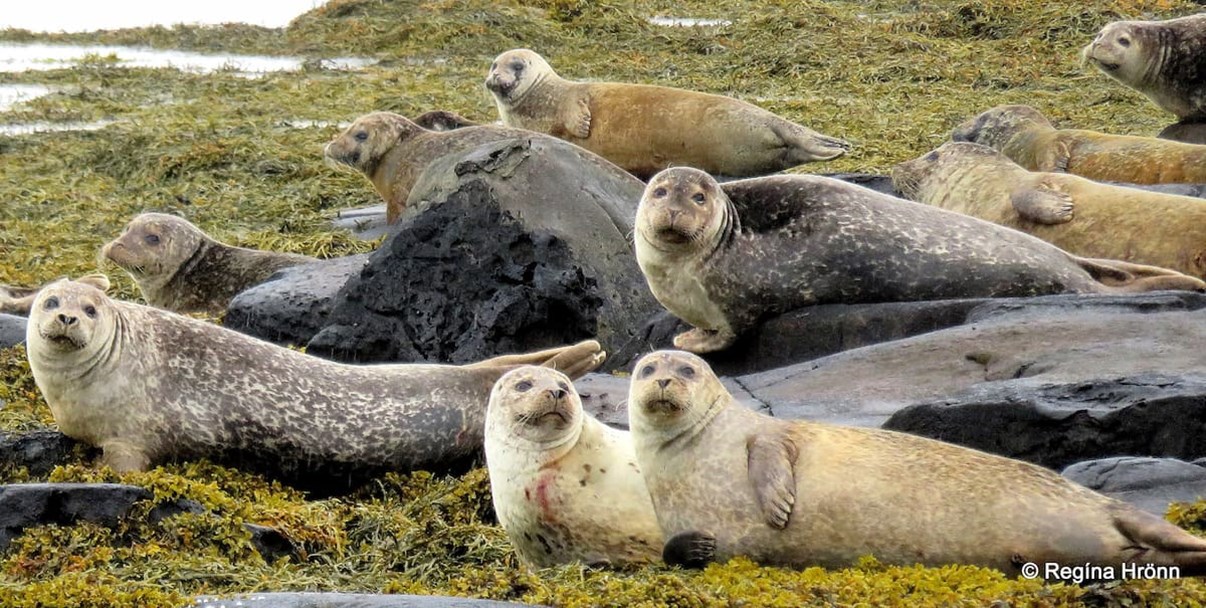 Seal Watching at Hvítanes Peninsula in the Westfjords of Iceland
