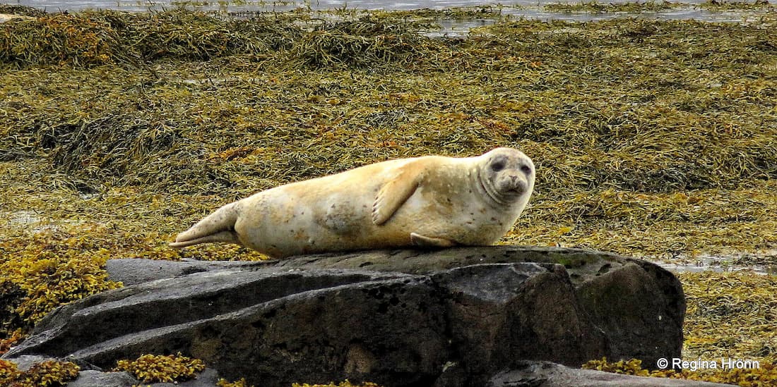 Seal Watching at Hvítanes Peninsula in the Westfjords of Iceland